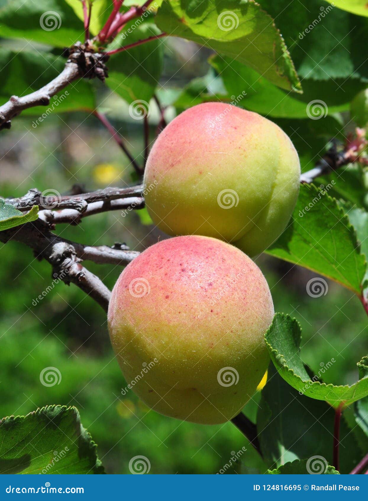 Wild peaches stock image. Image of tree, wild, ripe - 124816695
