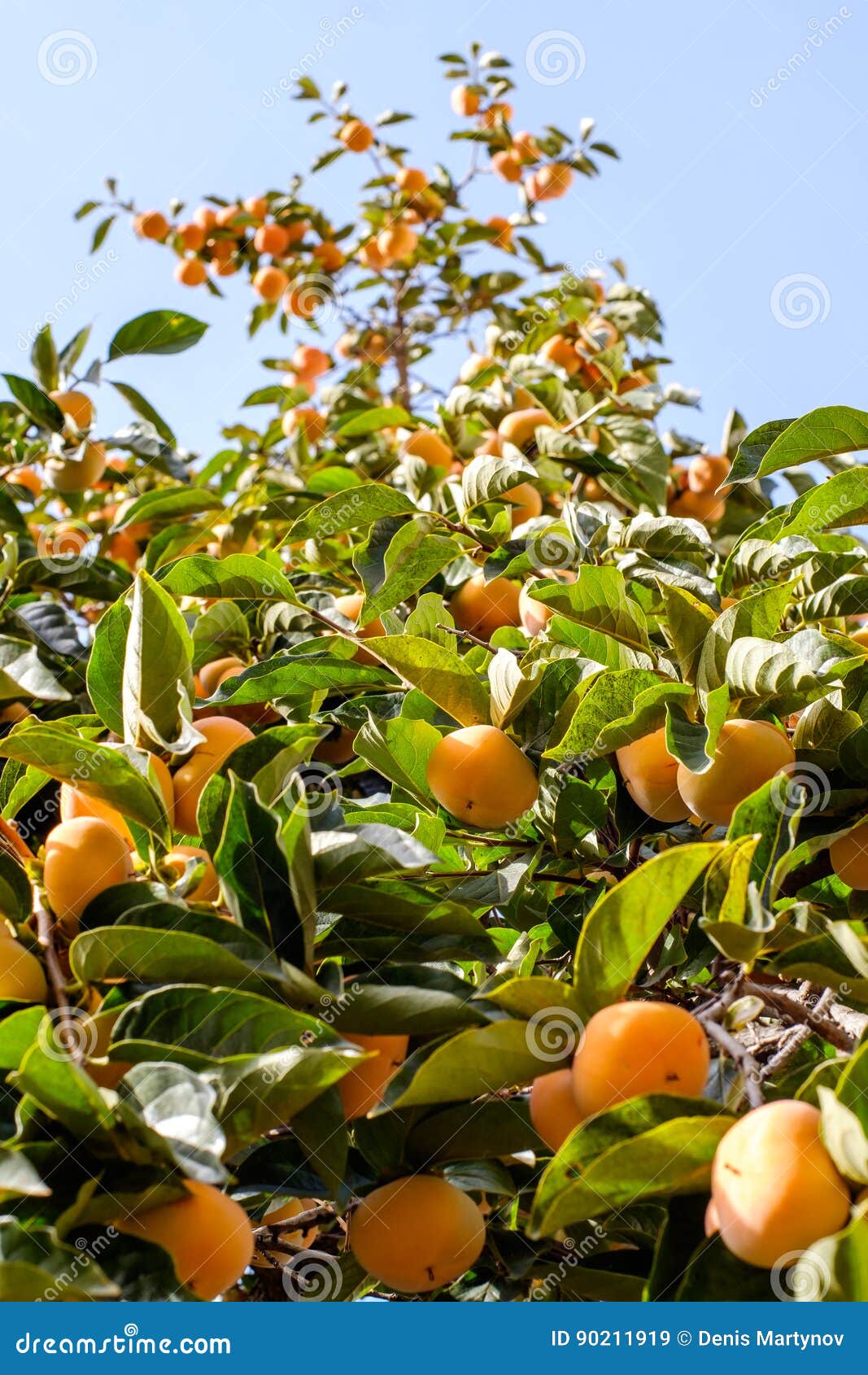 Wild peaches tree stock image. Image of orange, mature - 90211919