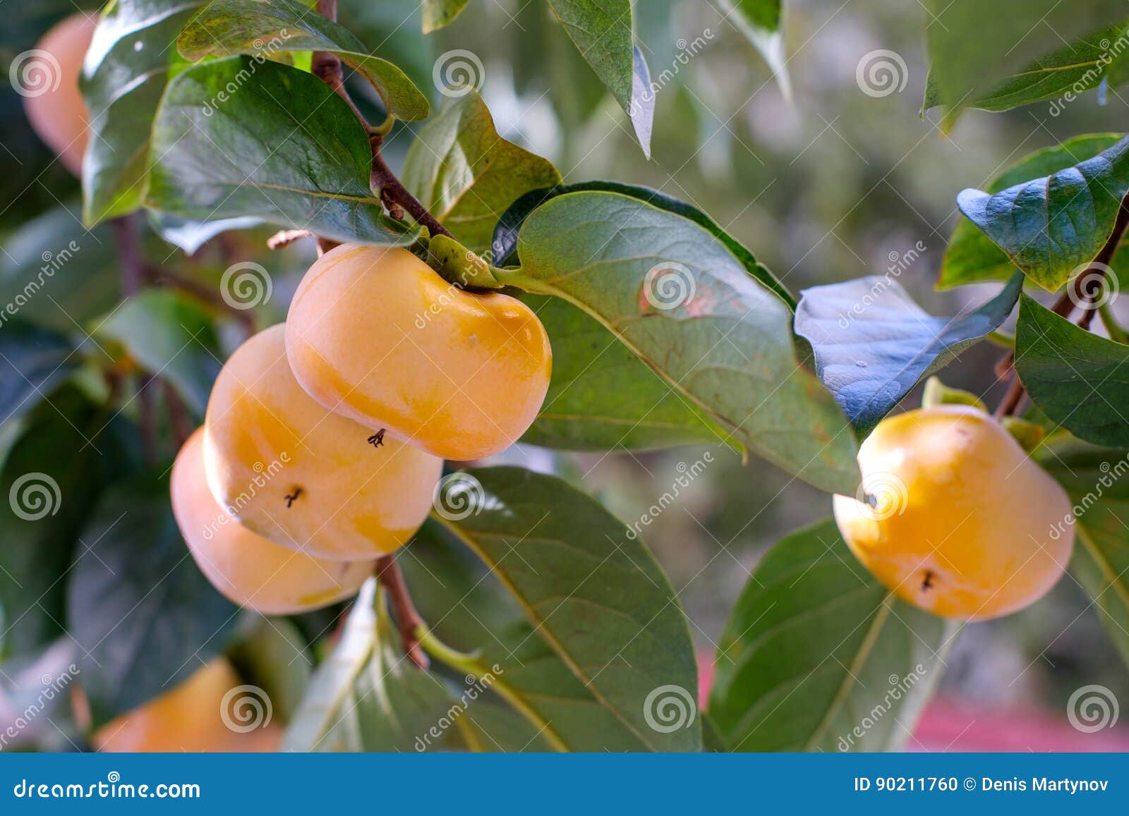 Wild peaches stock photo. Image of outdoor, orange, wild - 90211760