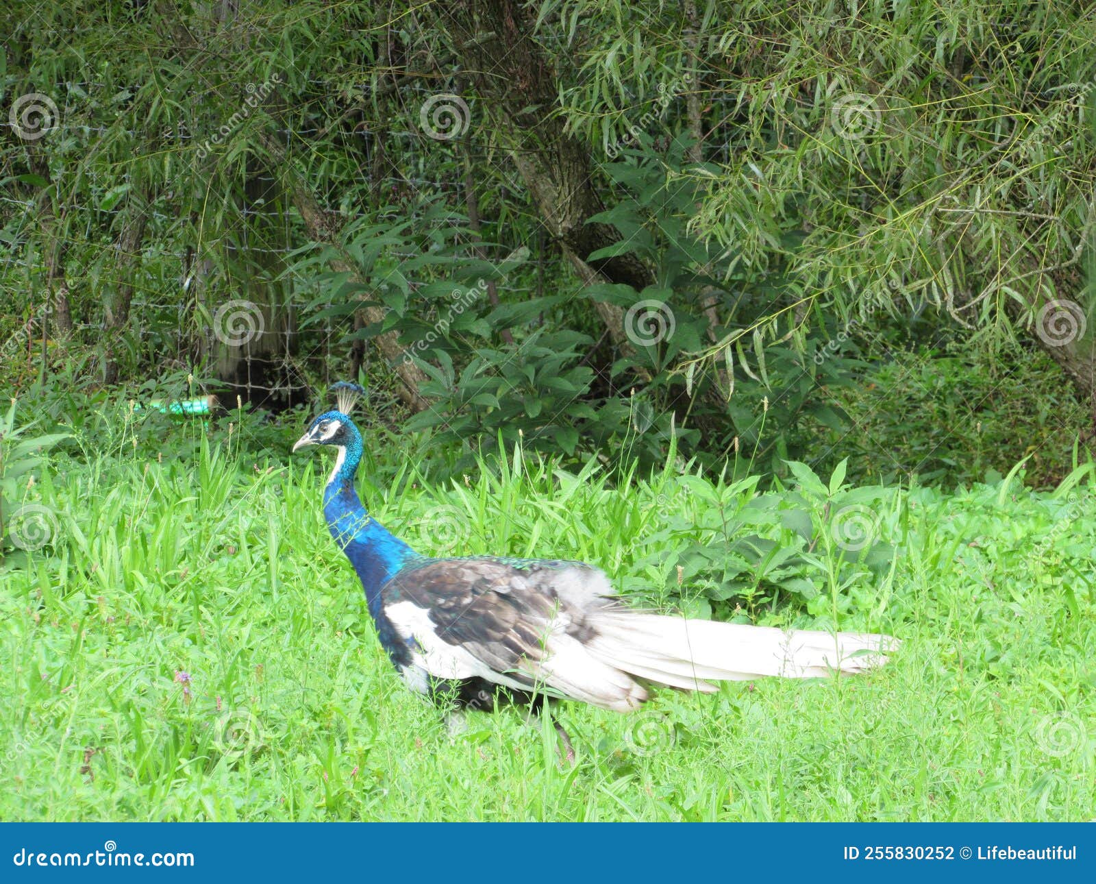 Wild peacock stock photo. Image of garden, peacock, field - 255830252