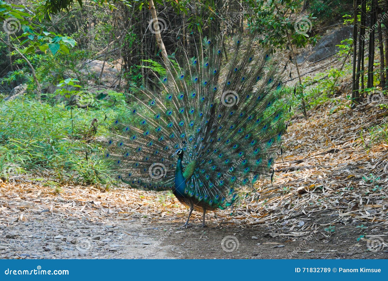 Wild Peacock Goes in Dark Tropical Forest with Feathers Out Stock Image ...