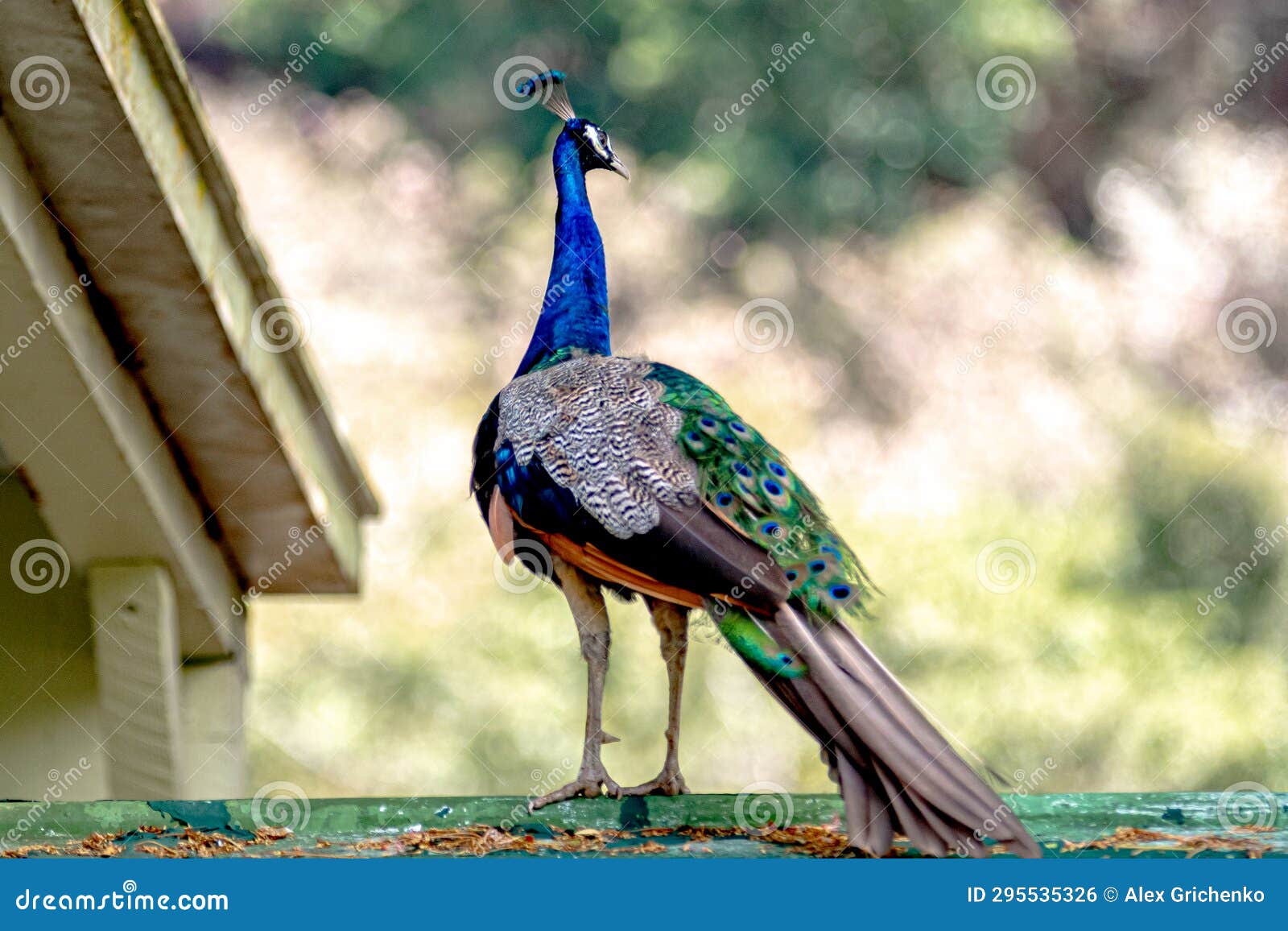 Wild Peacock Roaming Free in Oahu Hawaii Stock Photo - Image of colored ...