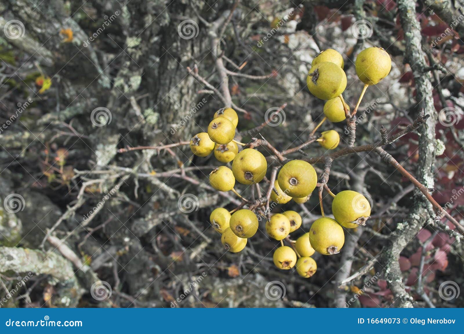 Wild pear fruits stock image. Image of color, fruit, branches - 16649073