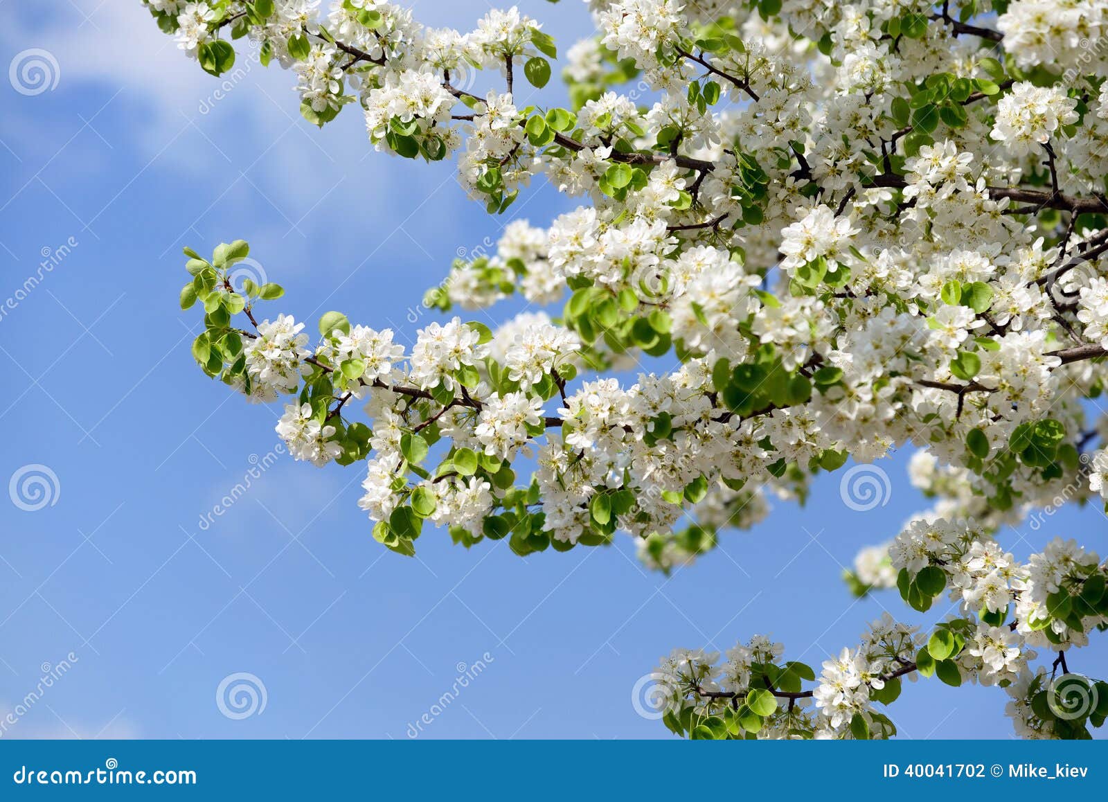 Wild pear tree blossom stock photo. Image of pear, tree - 40041702