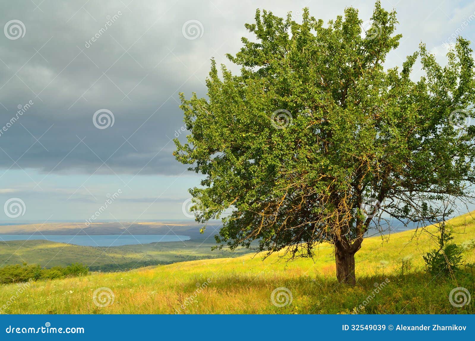 Wild pear-tree stock image. Image of green, lawn, blossom - 32549039