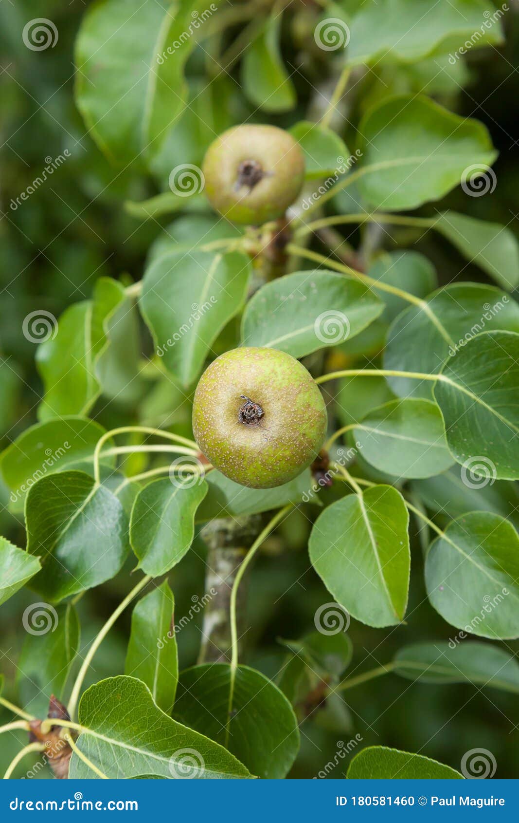 Wild Pear Tree Close Up in an Orchard Garden Stock Photo - Image of ...
