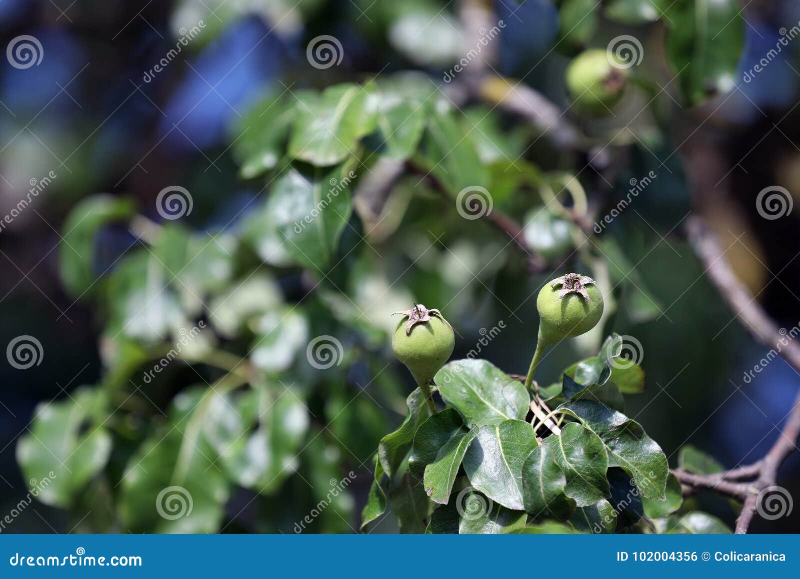Wild pears stock photo. Image of fruit, orchard, wild - 102004356