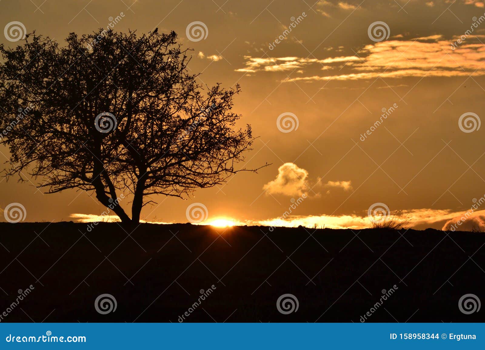 A Wild Pear Tree at the Sunset Stock Photo - Image of trees, tree ...