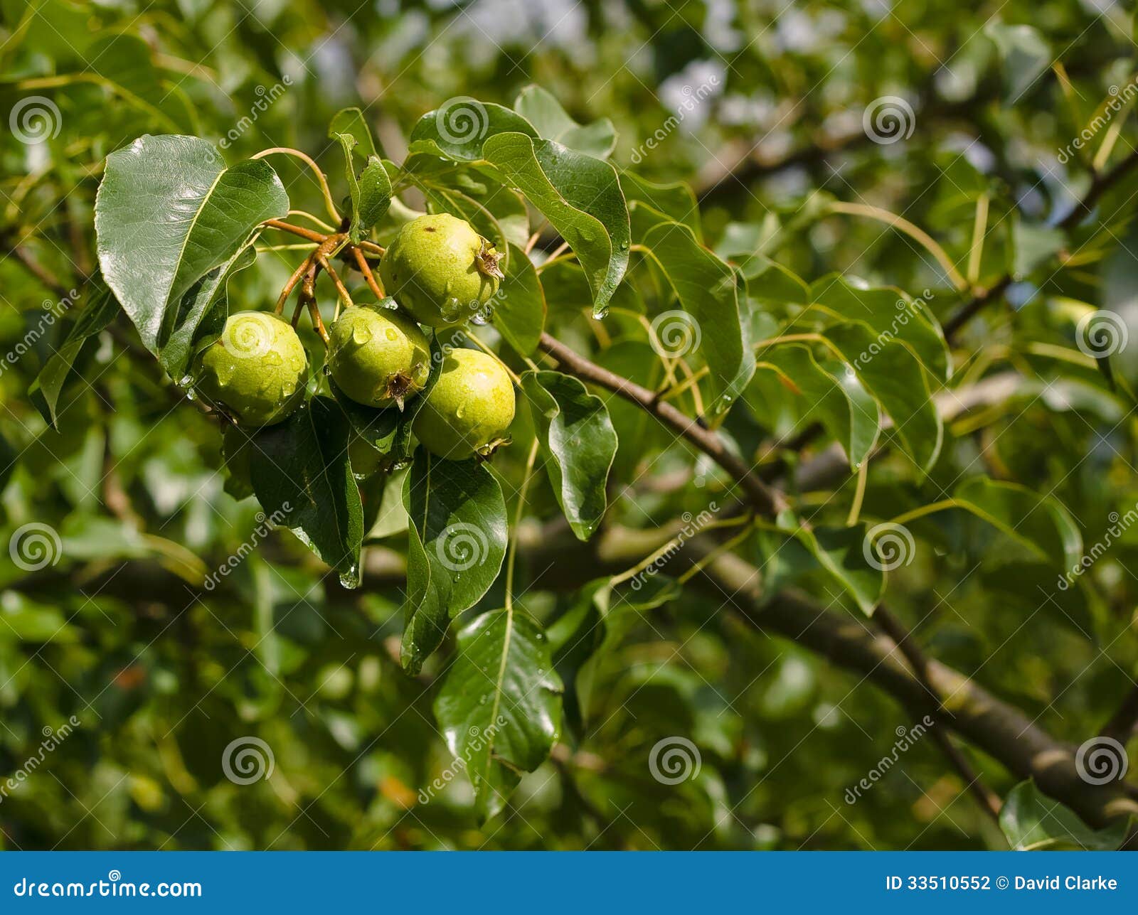 Wild Pear Tree stock photo. Image of autumn, green, wild - 33510552