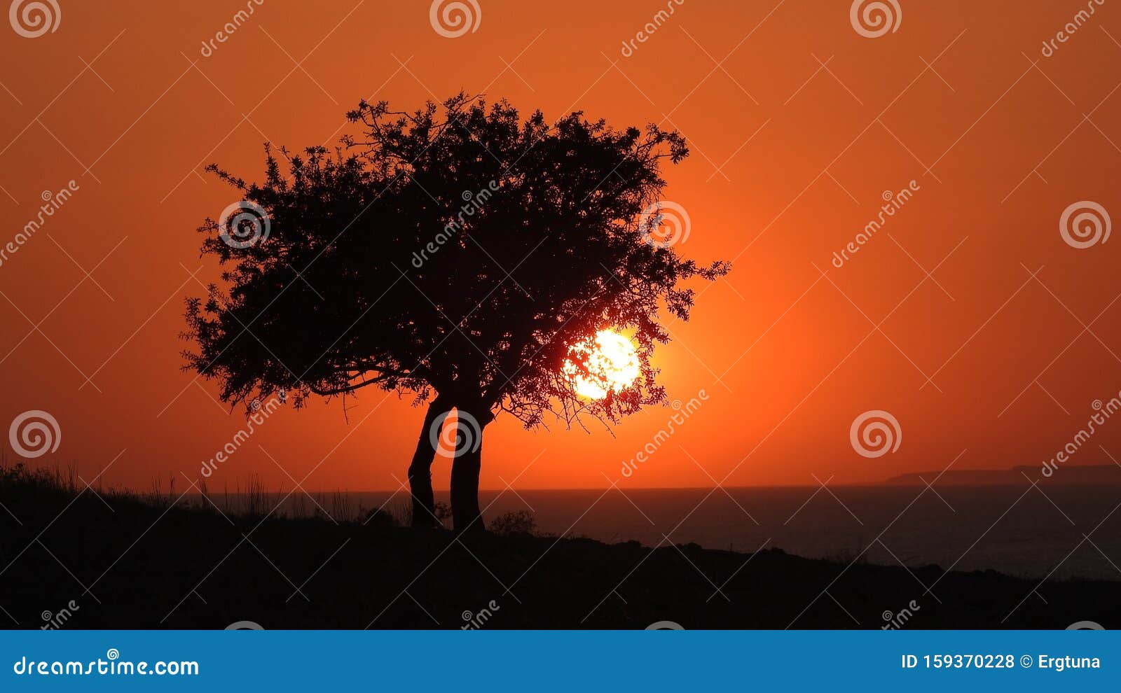 A Wild Pear Tree and the Sun, Sunset with Tree Stock Photo - Image of ...