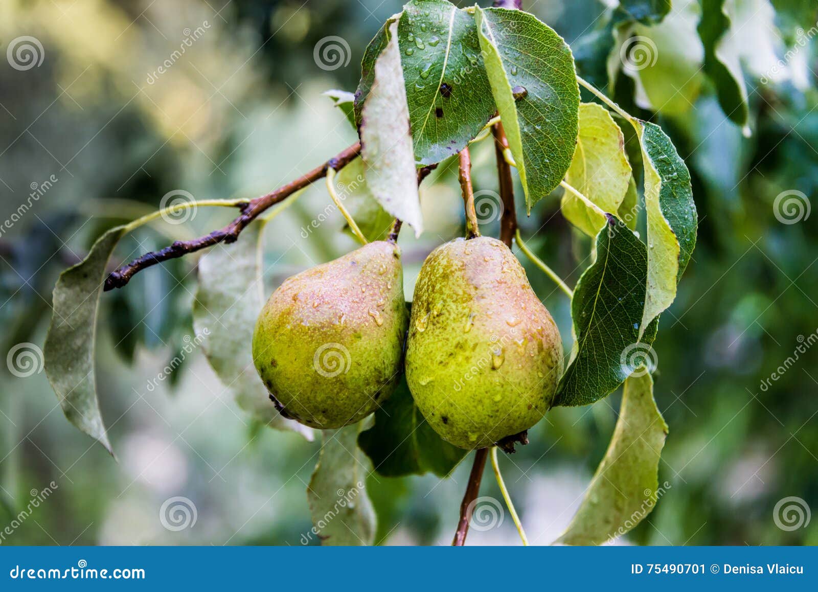 Wild Pears Branch Stock Photos - Download 243 Royalty Free Photos