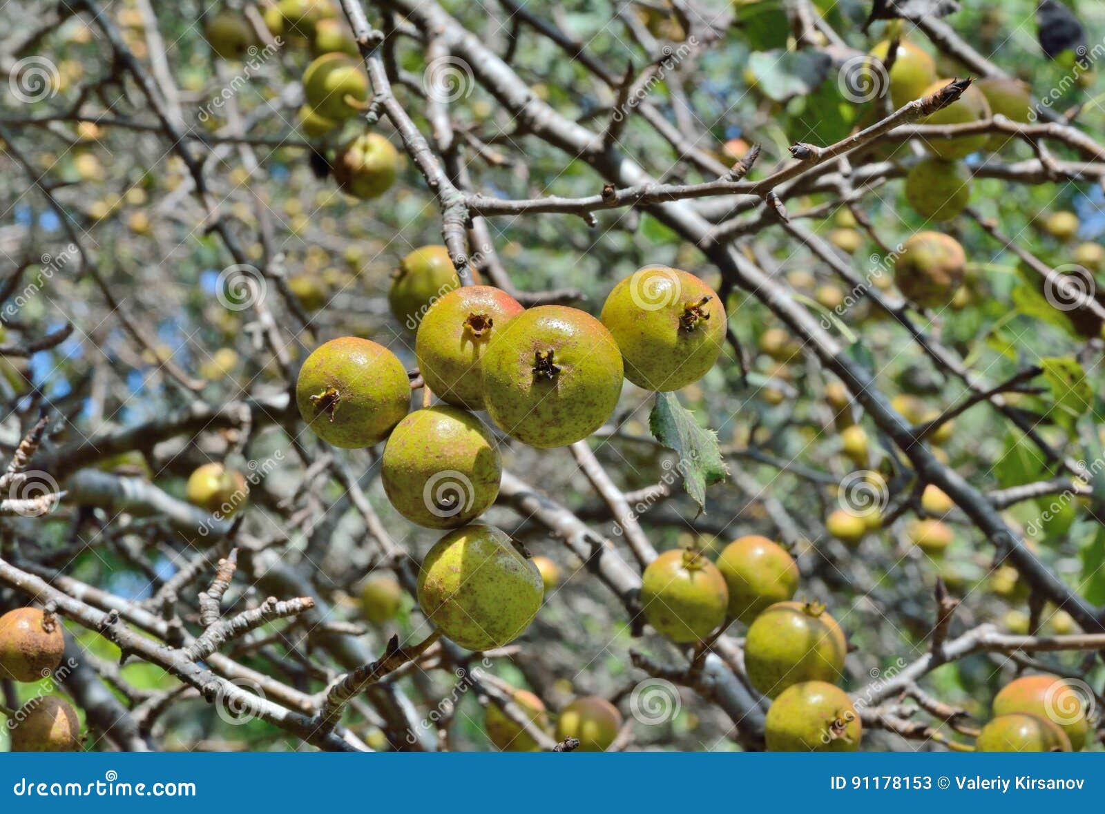 Wild pears 3 stock image. Image of green, natural, tree - 91178153