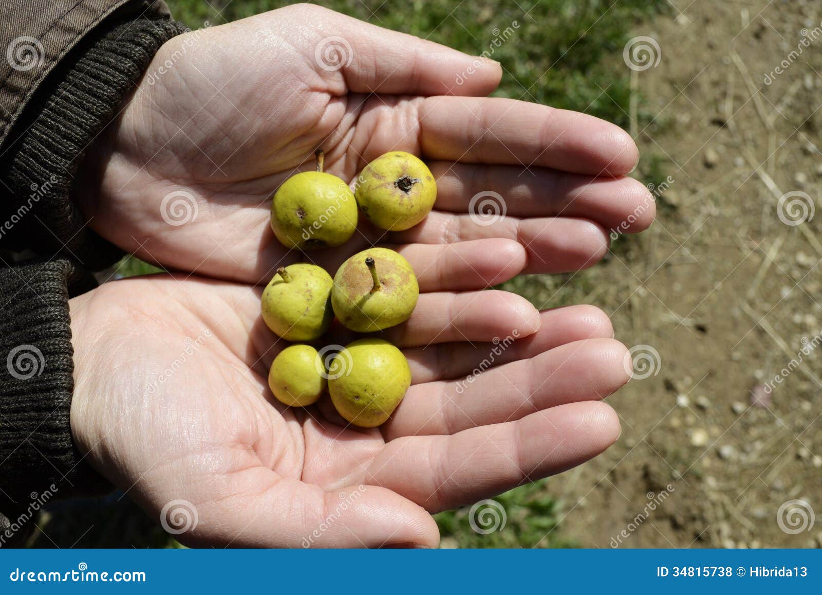Wild pears stock photo. Image of isolated, wild, hand - 34815738