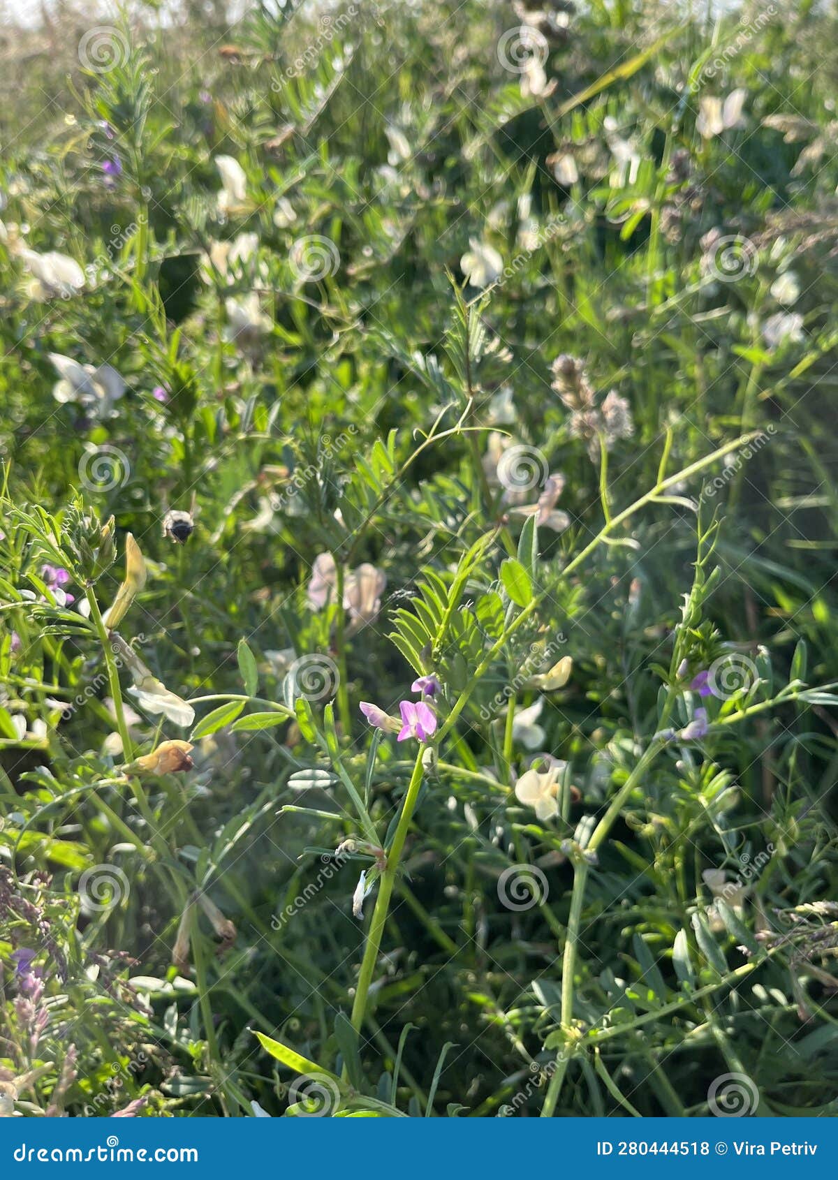 Wild Peas on a Blur Background Stock Photo - Image of flower, garden ...