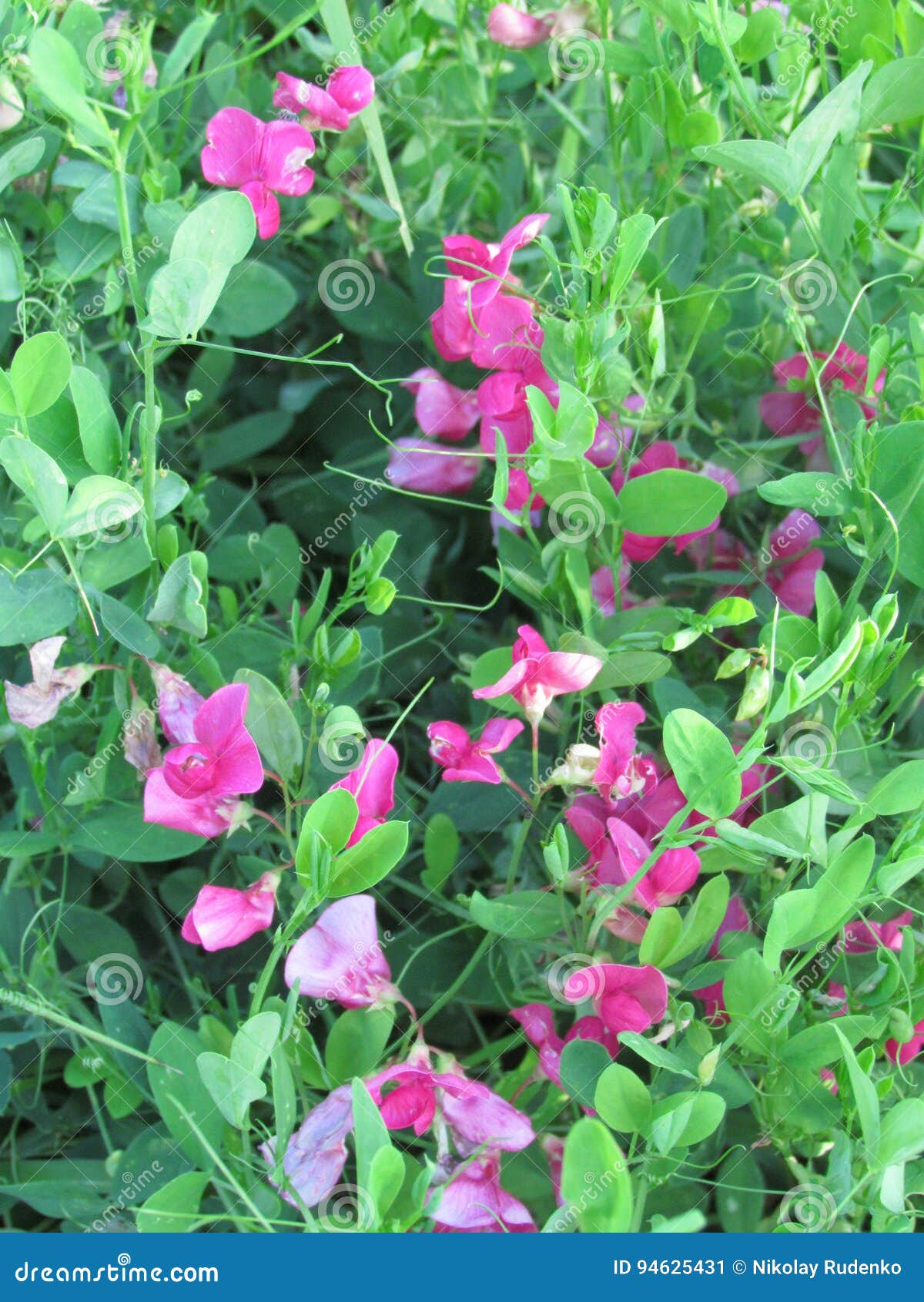 Wild peas stock image. Image of nature, green, environment - 94625431