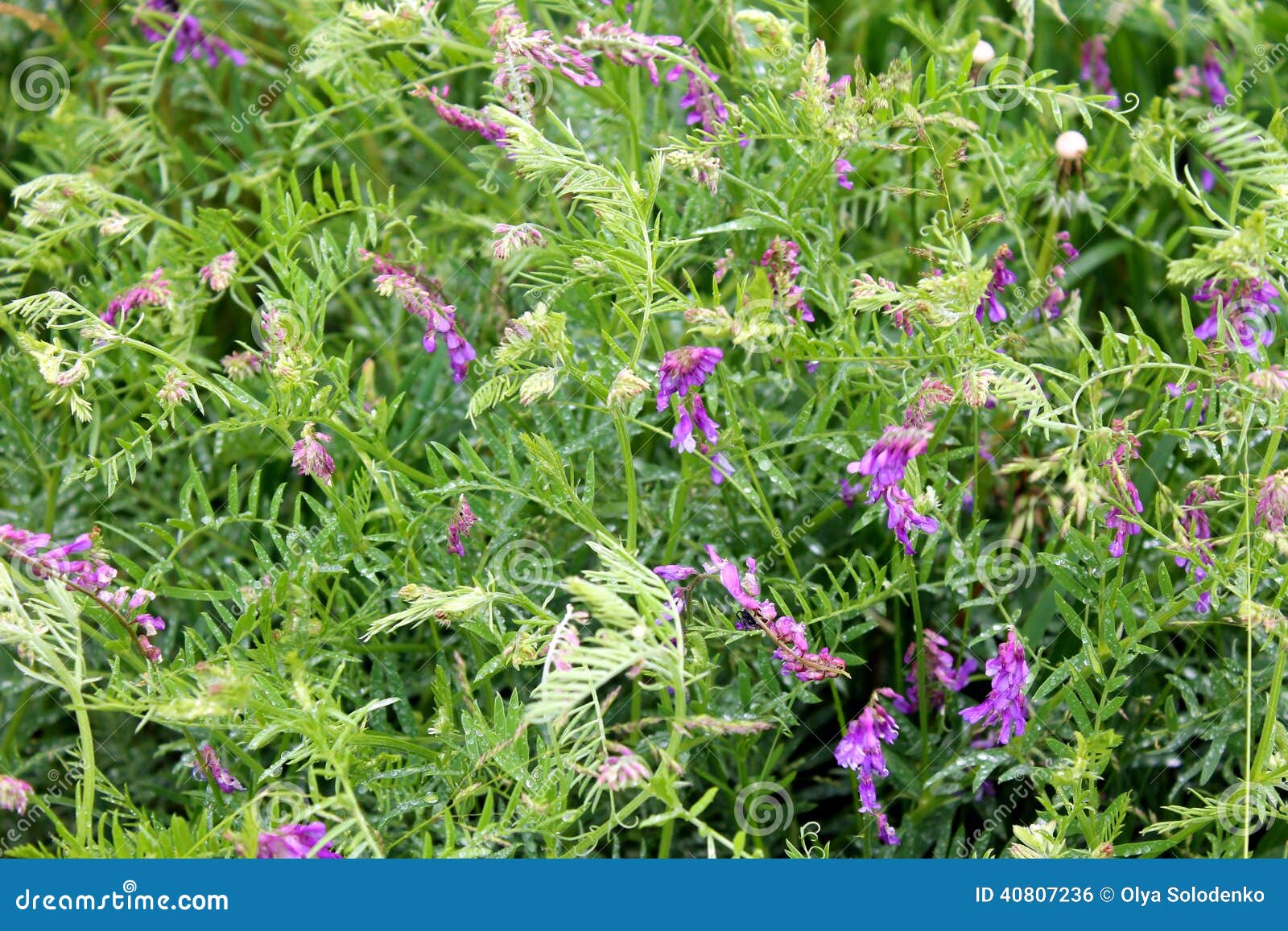 Wild peas flowers stock photo. Image of flora, bloom - 40807236