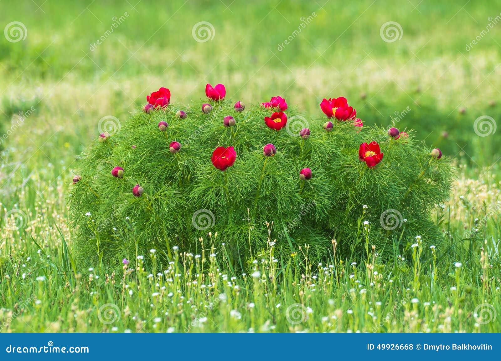 Wild peonies stock photo. Image of dawn, peony, nature - 49926668