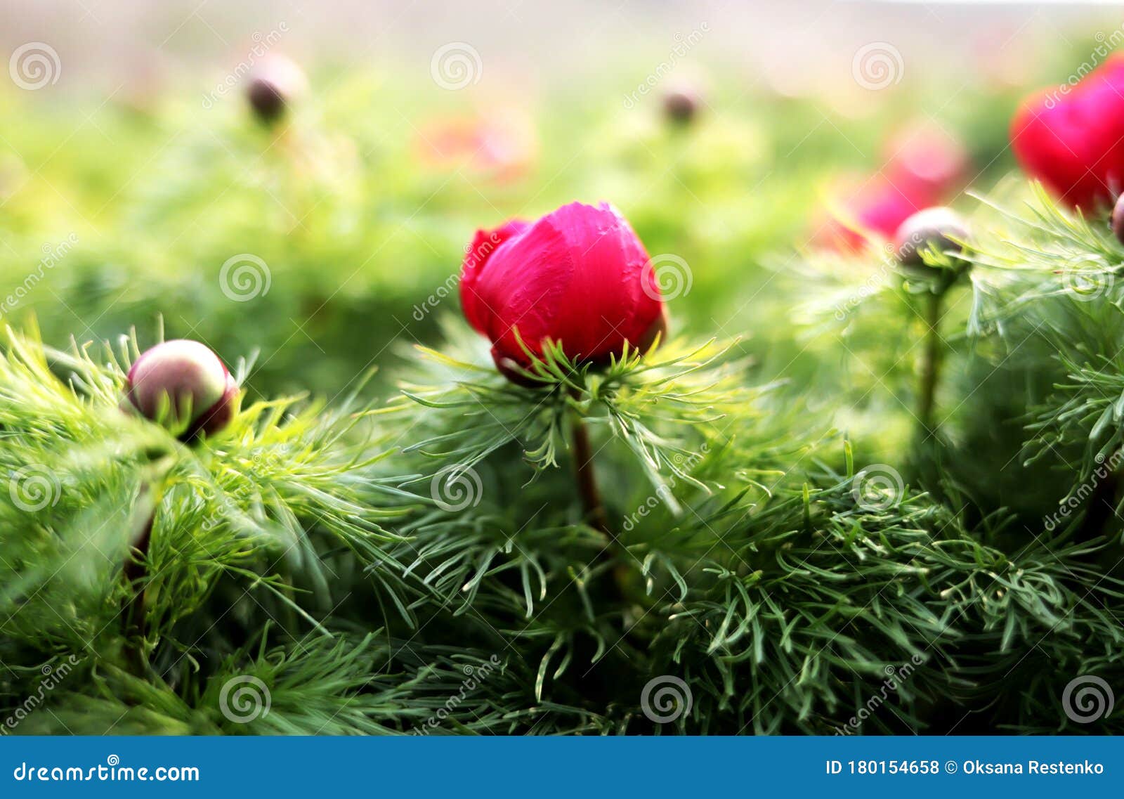 Wild Peonies at Sunset Close Up Stock Photo - Image of botany, field ...