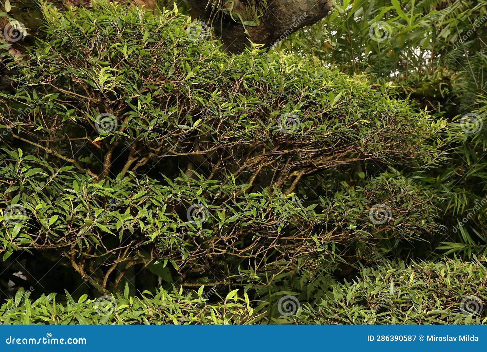 Wild Pepper Plant in Wet Jungle Stock Image - Image of leaf, wild ...