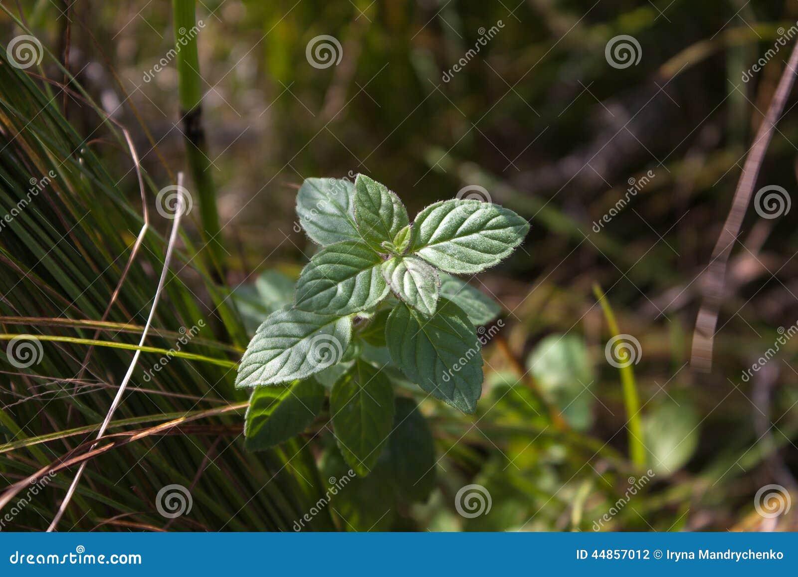 Wild Peppermint in the Grass Stock Photo - Image of fresh, natural ...