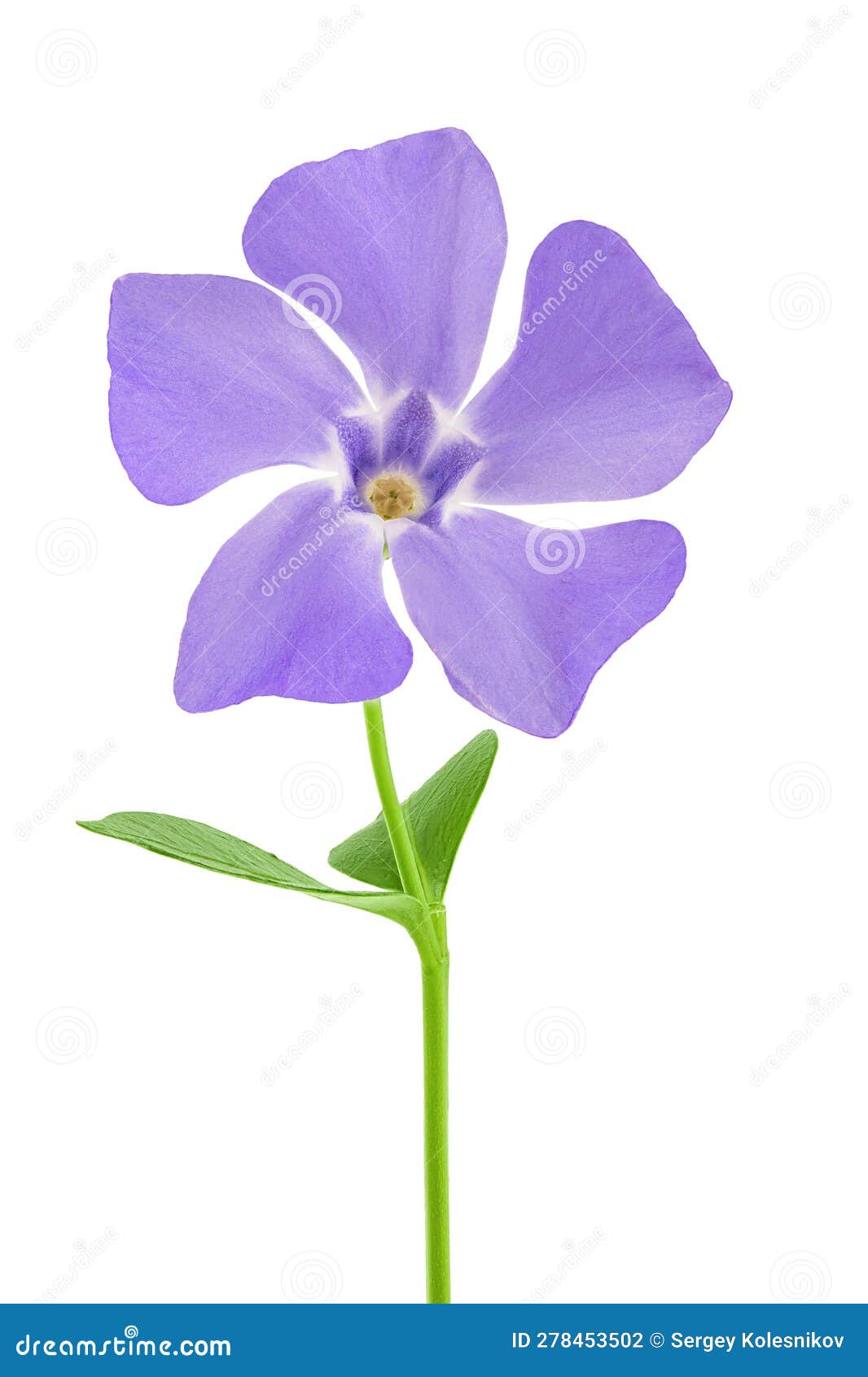 Wild Periwinkle Flowers Isolated on White Background Stock Photo ...