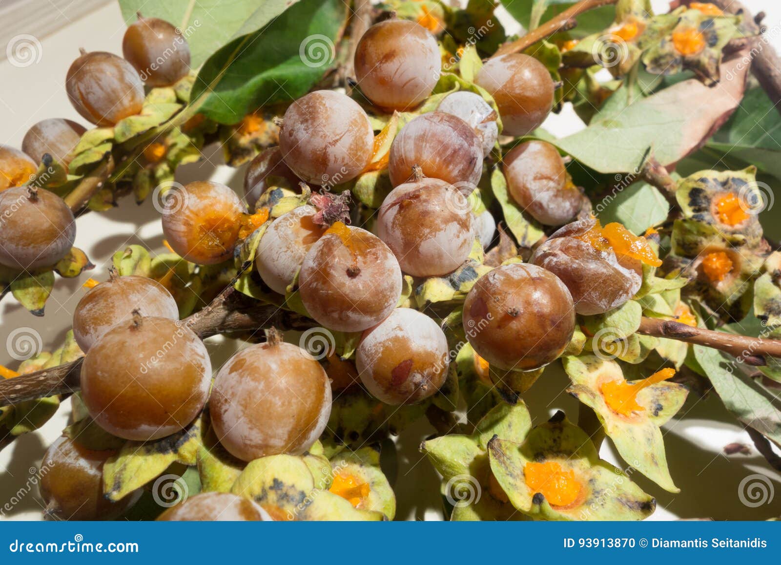 Wild Persimmon stock photo. Image of tree, plant, orange - 93913870