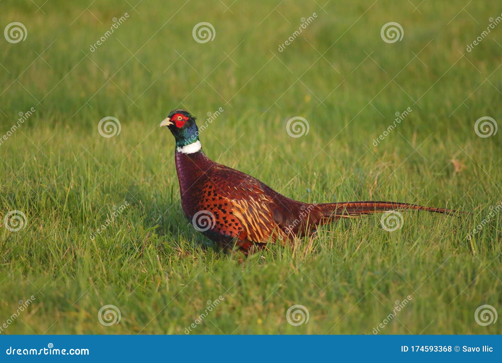 Wild pheasant stock photo. Image of colorful, field - 174593368