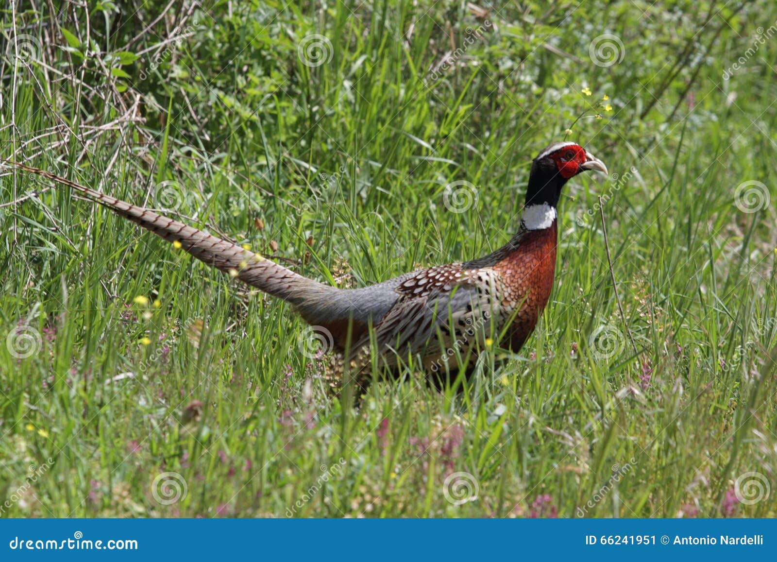 Wild Pheasant stock image. Image of shooting, fauna, hunter - 66241951