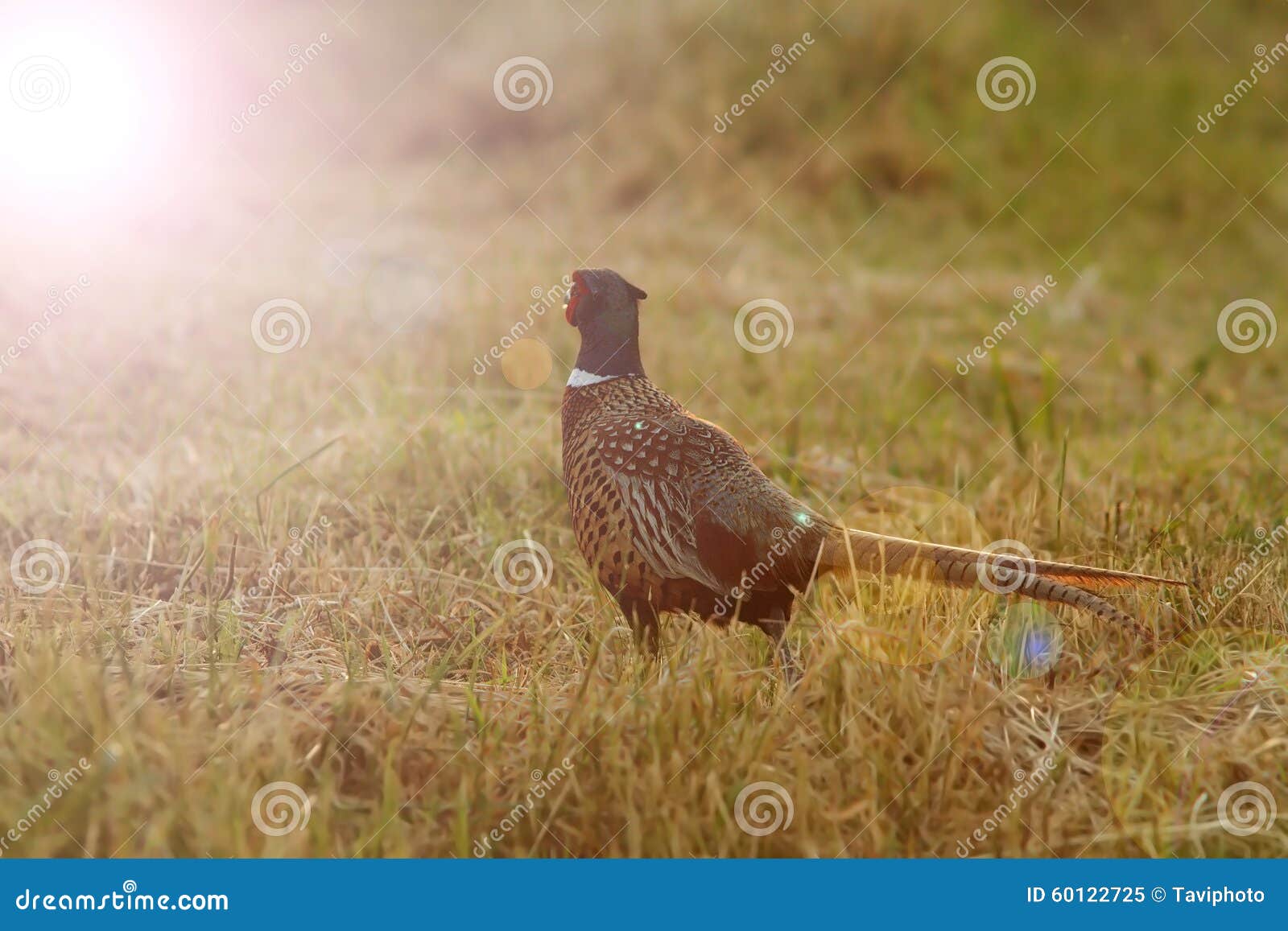 Wild Pheasant in Sunset Light Stock Image - Image of animal, flare ...
