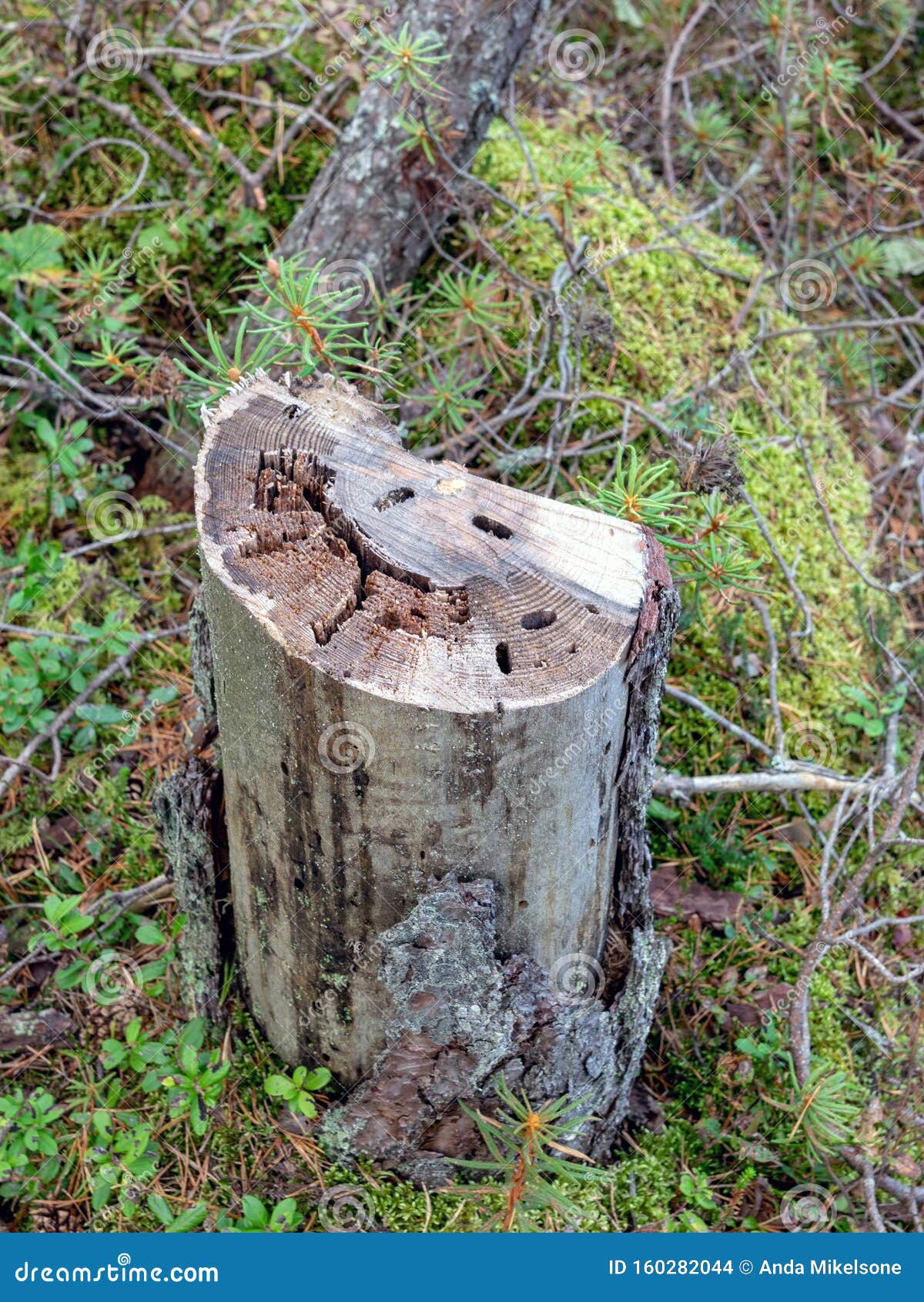 Picture with Old and Broken Tree Stump Stock Photo - Image of ...