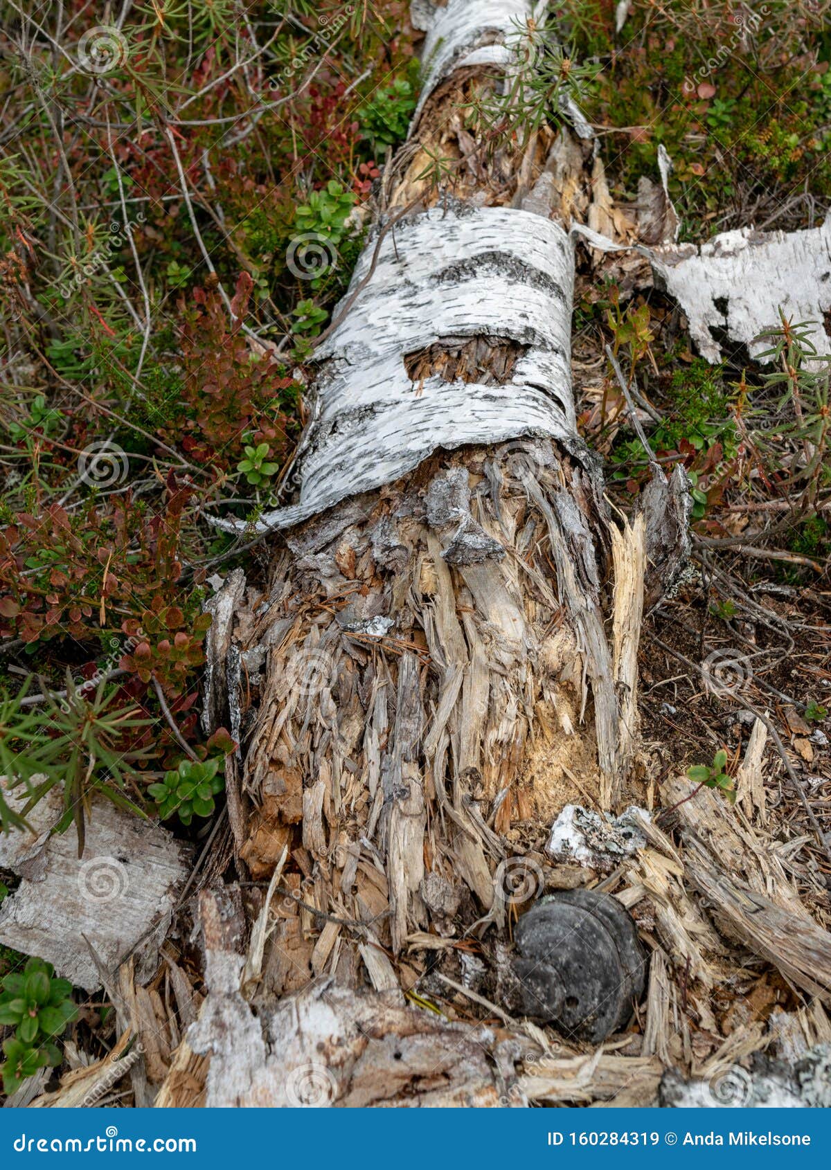 Picture with Old and Broken Tree Stump Stock Image - Image of nature ...