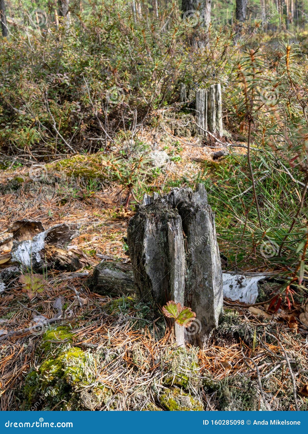 Picture with Old and Broken Tree Stump Stock Photo - Image of light ...