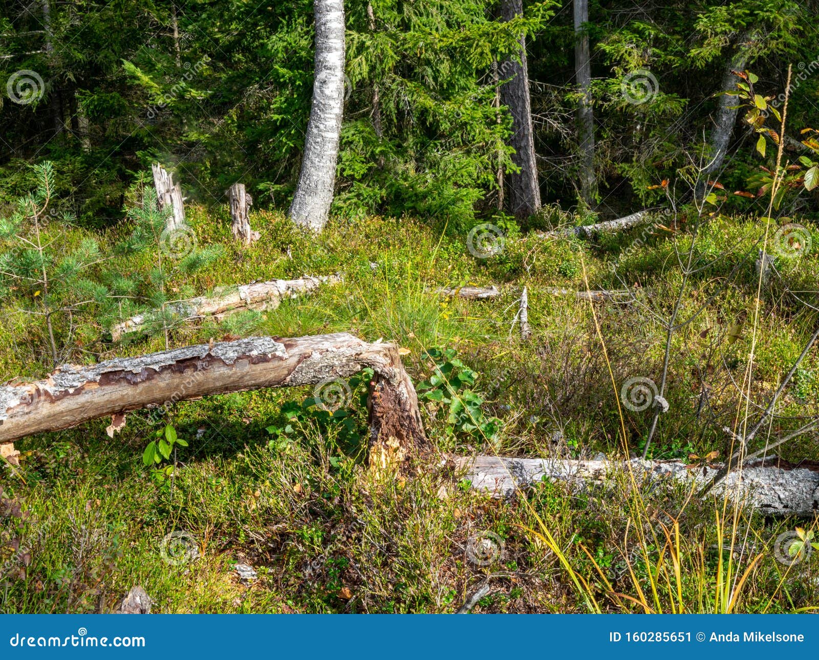 Picture with Old and Broken Tree Stump Stock Image - Image of autumn ...