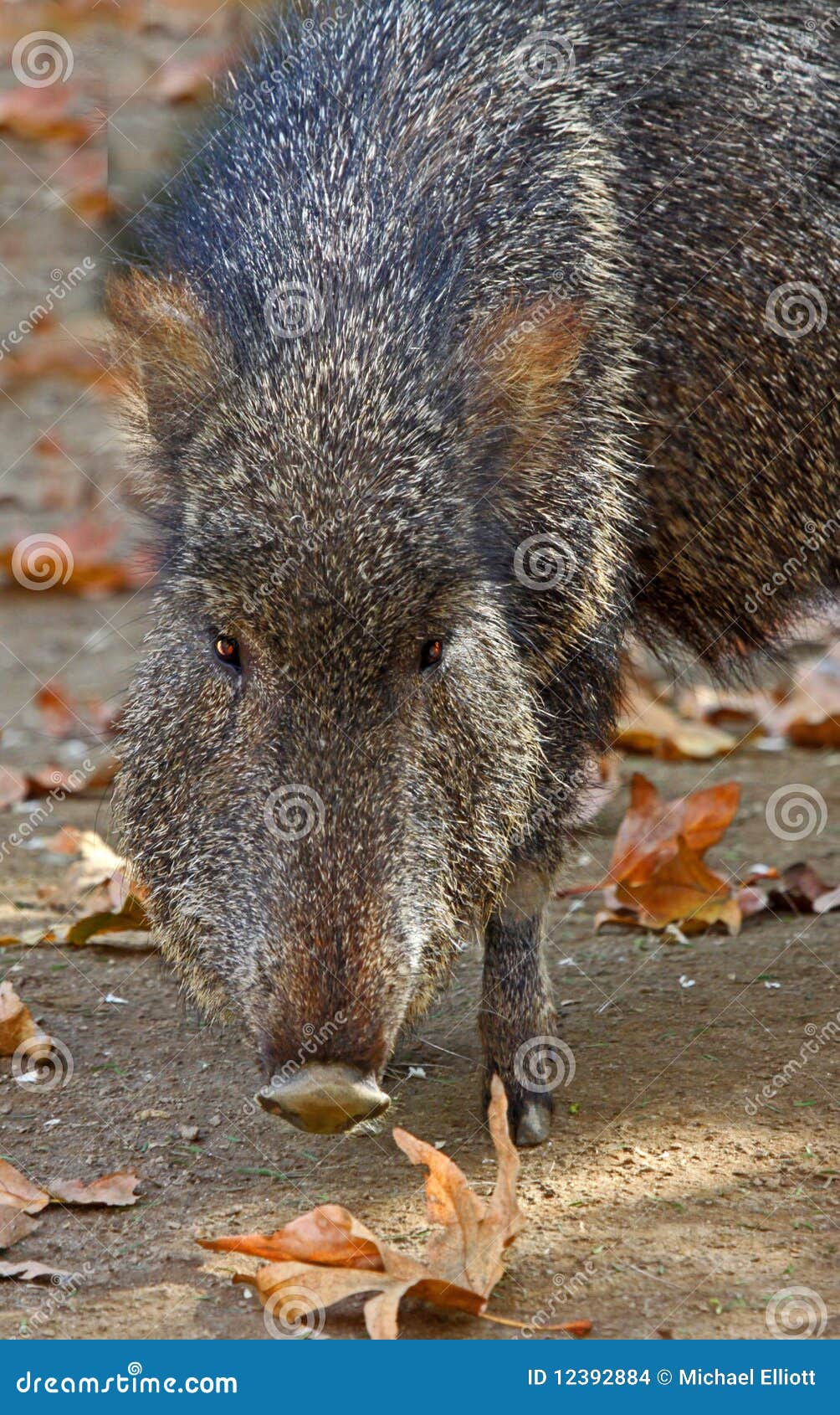 Wild Pig stock photo. Image of fall, peccary, single - 12392884