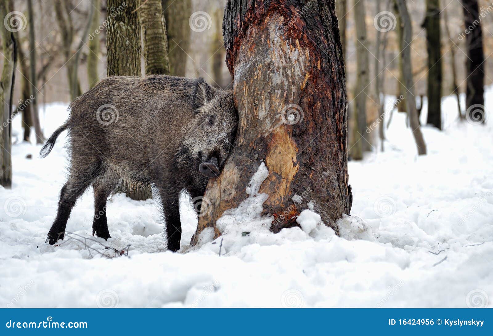 Wild pig stock photo. Image of dangerous, nature, trees - 16424956