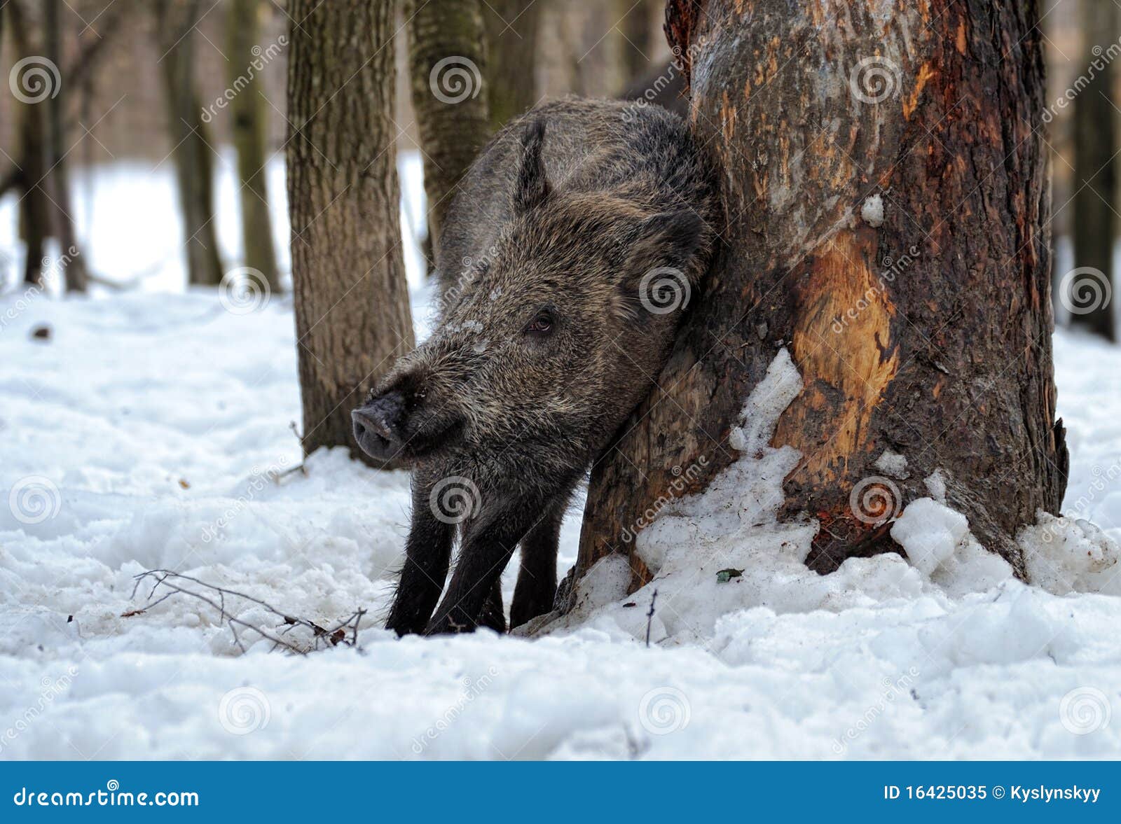 Wild pig stock image. Image of themes, snow, animal, wildlife - 16425035