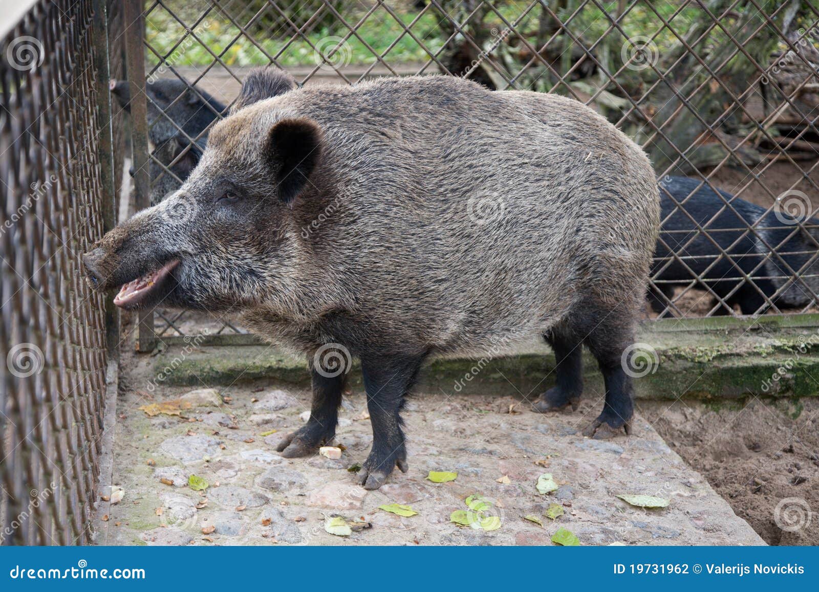 Wild pig stock photo. Image of nature, wild, pigs, boar - 19731962