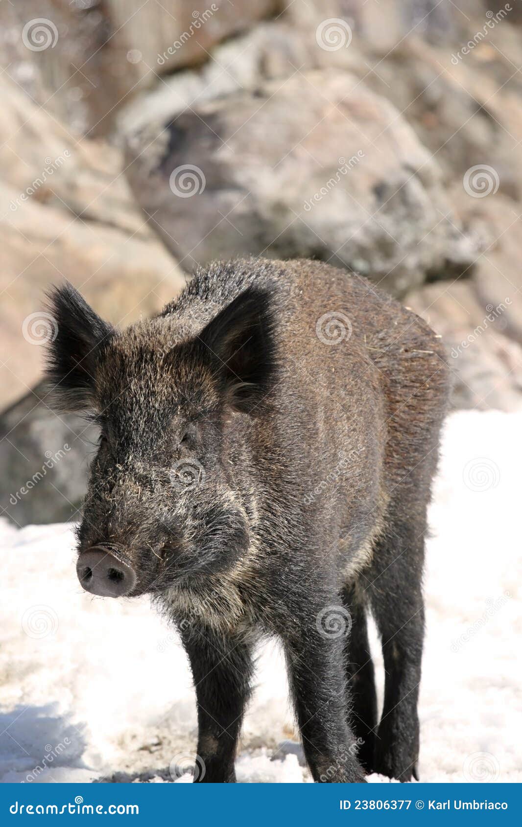 Wild pig stock image. Image of animal, canada, boar, nature - 23806377