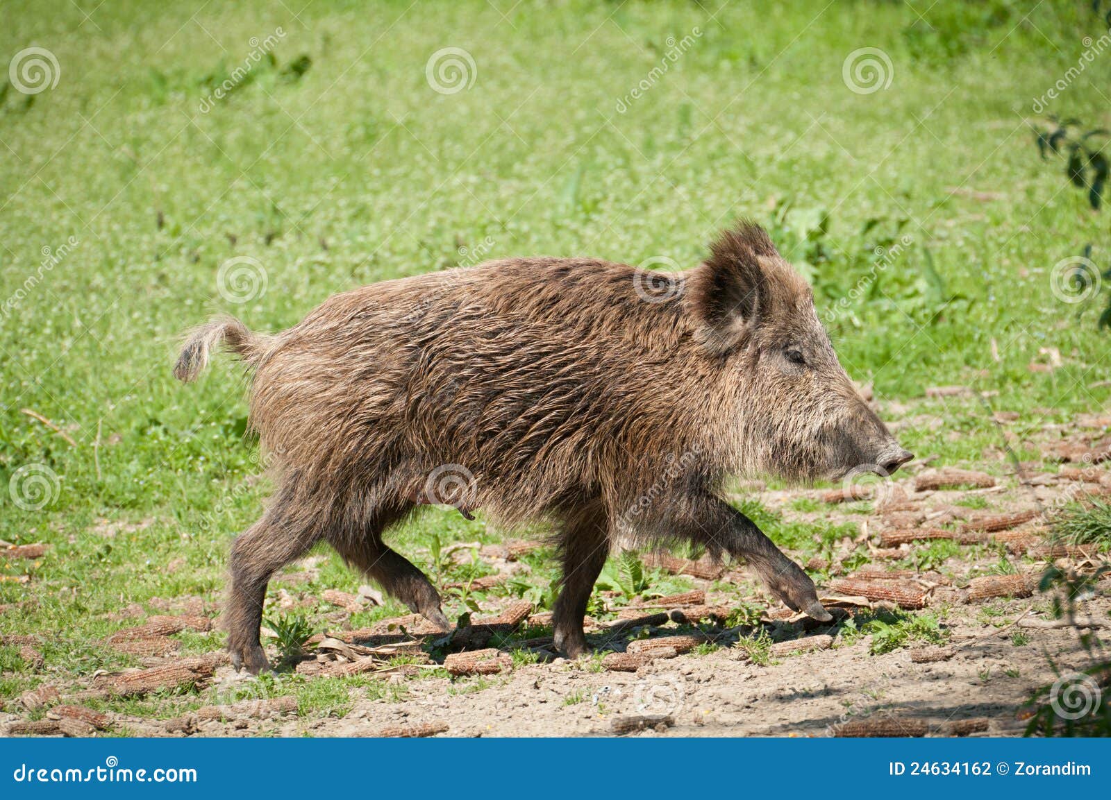 Wild pig stock photo. Image of national, portrait, predatory - 24634162