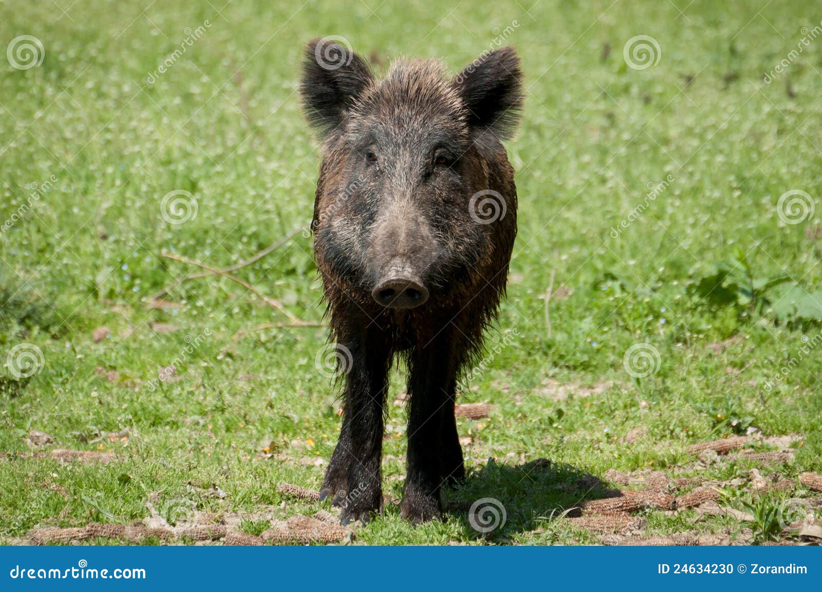 Wild pig stock photo. Image of forest, beasts, bristle - 24634230