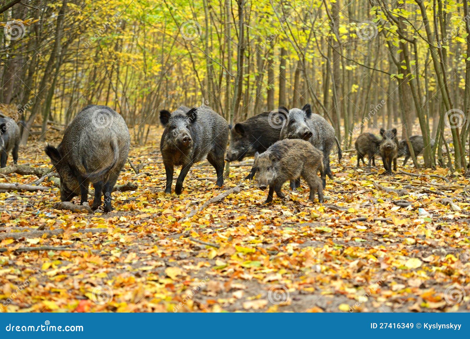 Wild pig stock image. Image of portrait, omnivores, life - 27416349