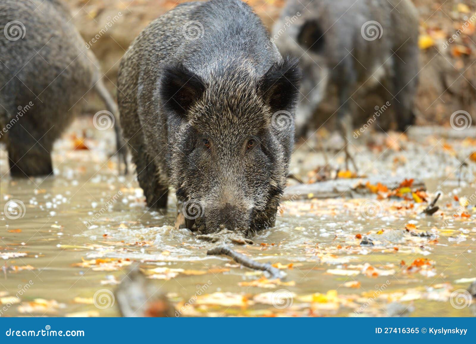 Wild pig stock image. Image of environment, beasts, species - 27416365