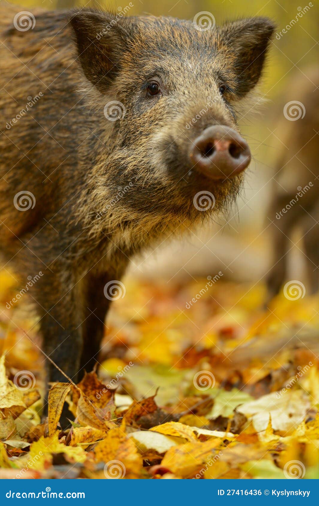 Wild pig stock photo. Image of creature, species, light - 27416436