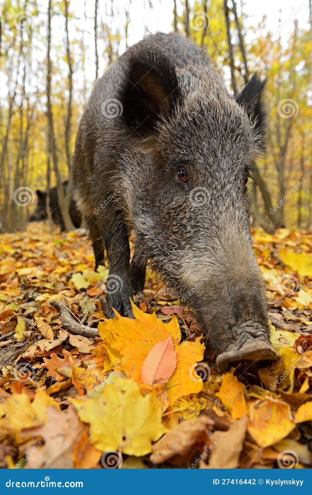 Wild pig stock photo. Image of environment, nature, fear - 27416442