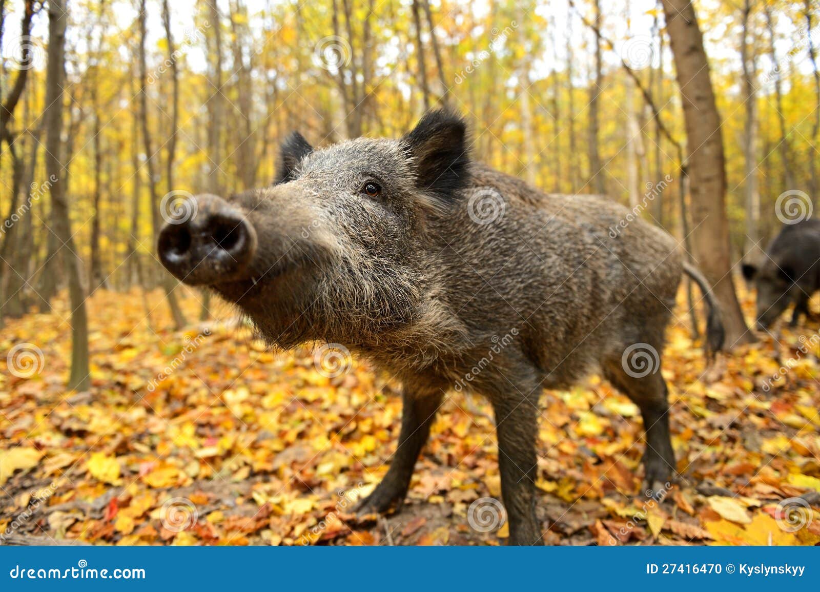 Wild pig stock photo. Image of creature, bristles, frosty - 27416470