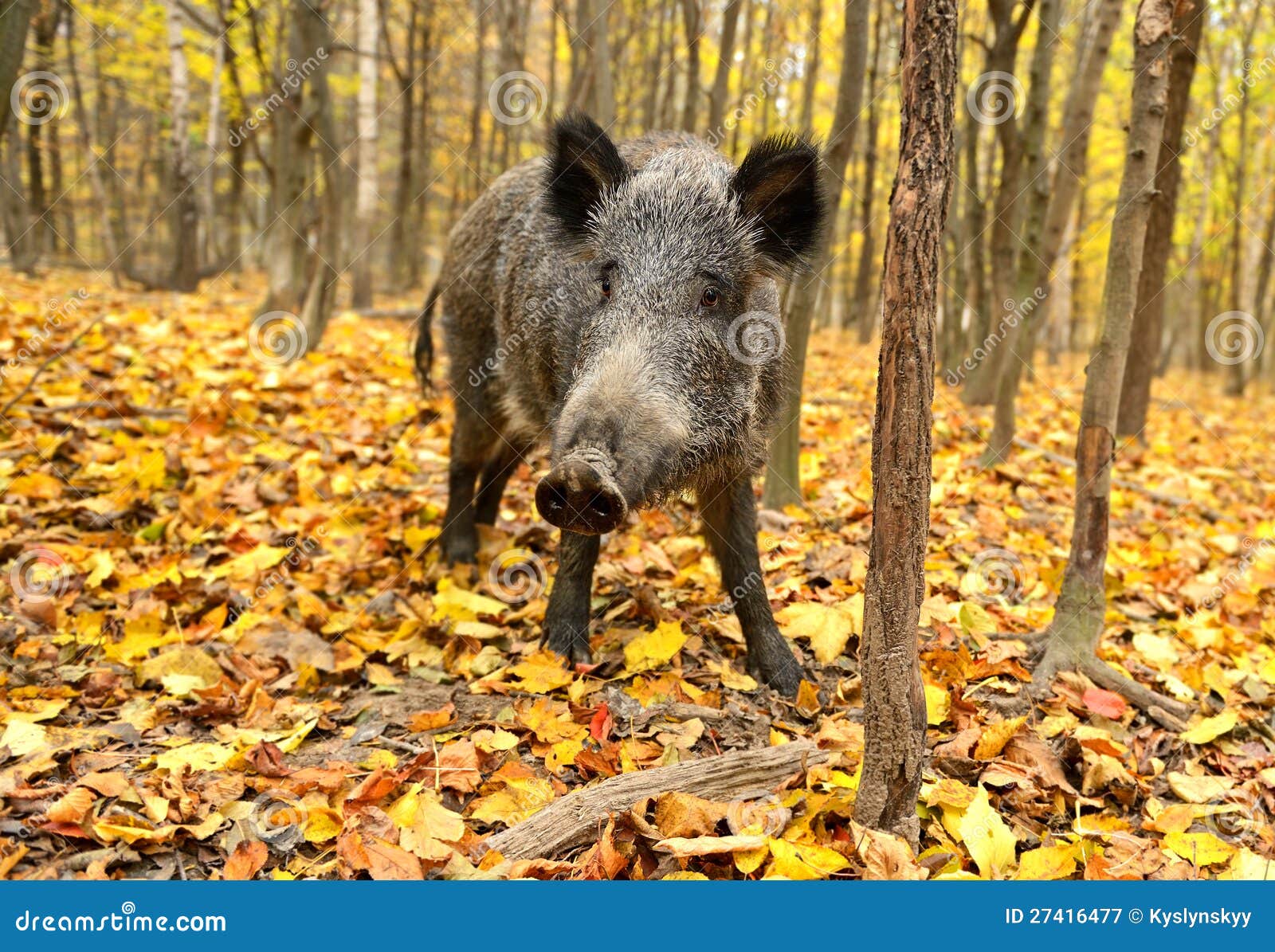 Wild pig stock image. Image of quadruped, frosty, head - 27416477