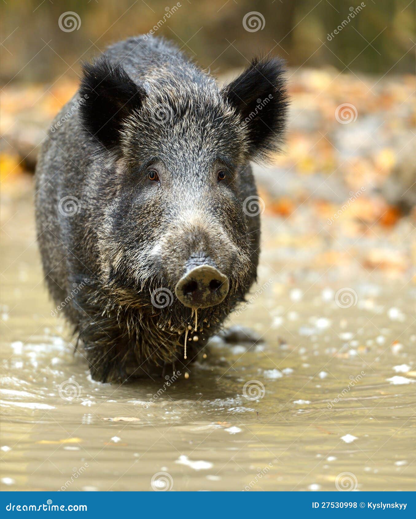 Wild pig stock photo. Image of head, outdoor, careful - 27530998