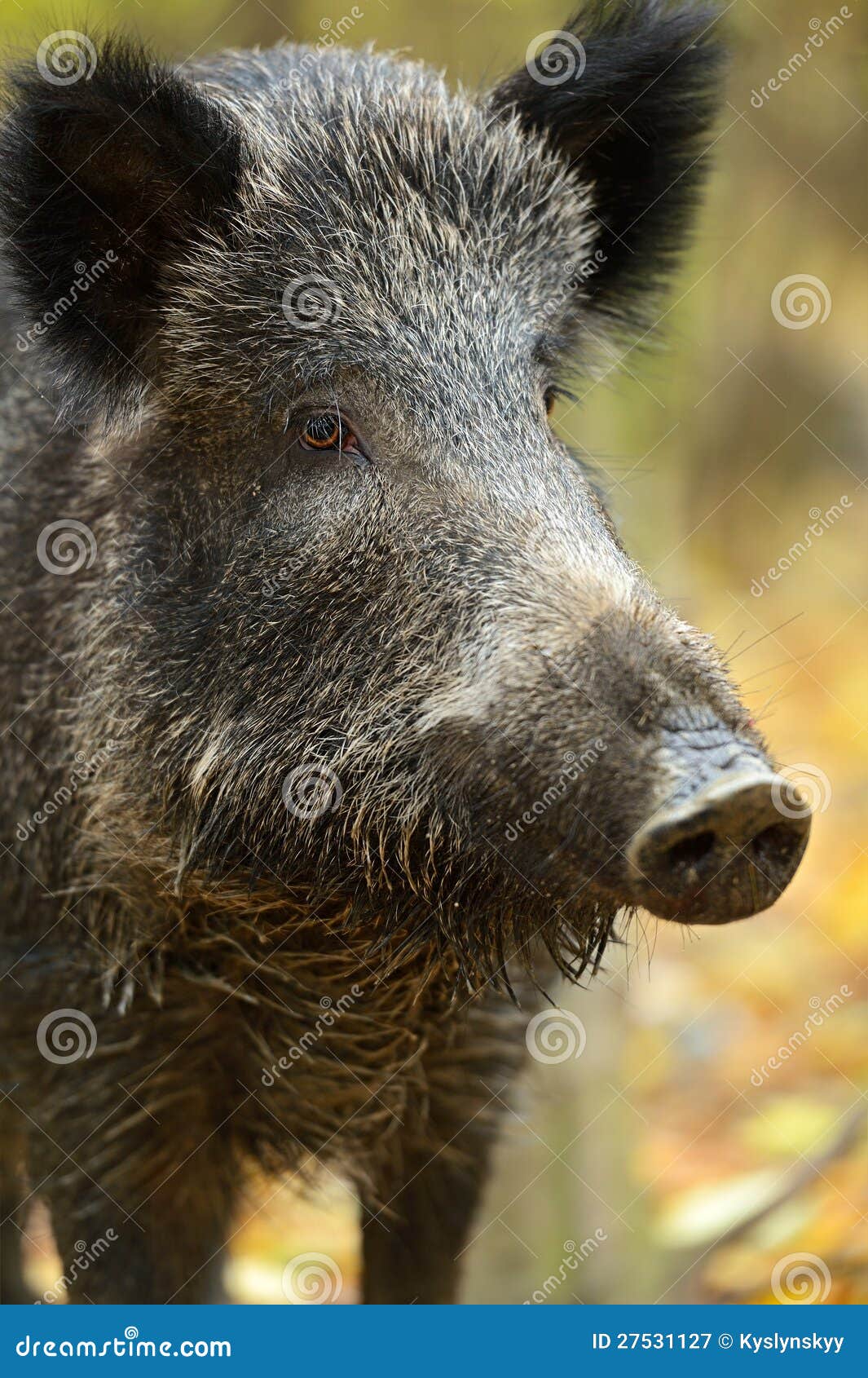 Wild pig stock image. Image of habitat, head, beasts - 27531127