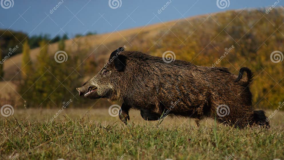 Wild pig stock image. Image of grass, hunt, wild, wildlife - 49011447