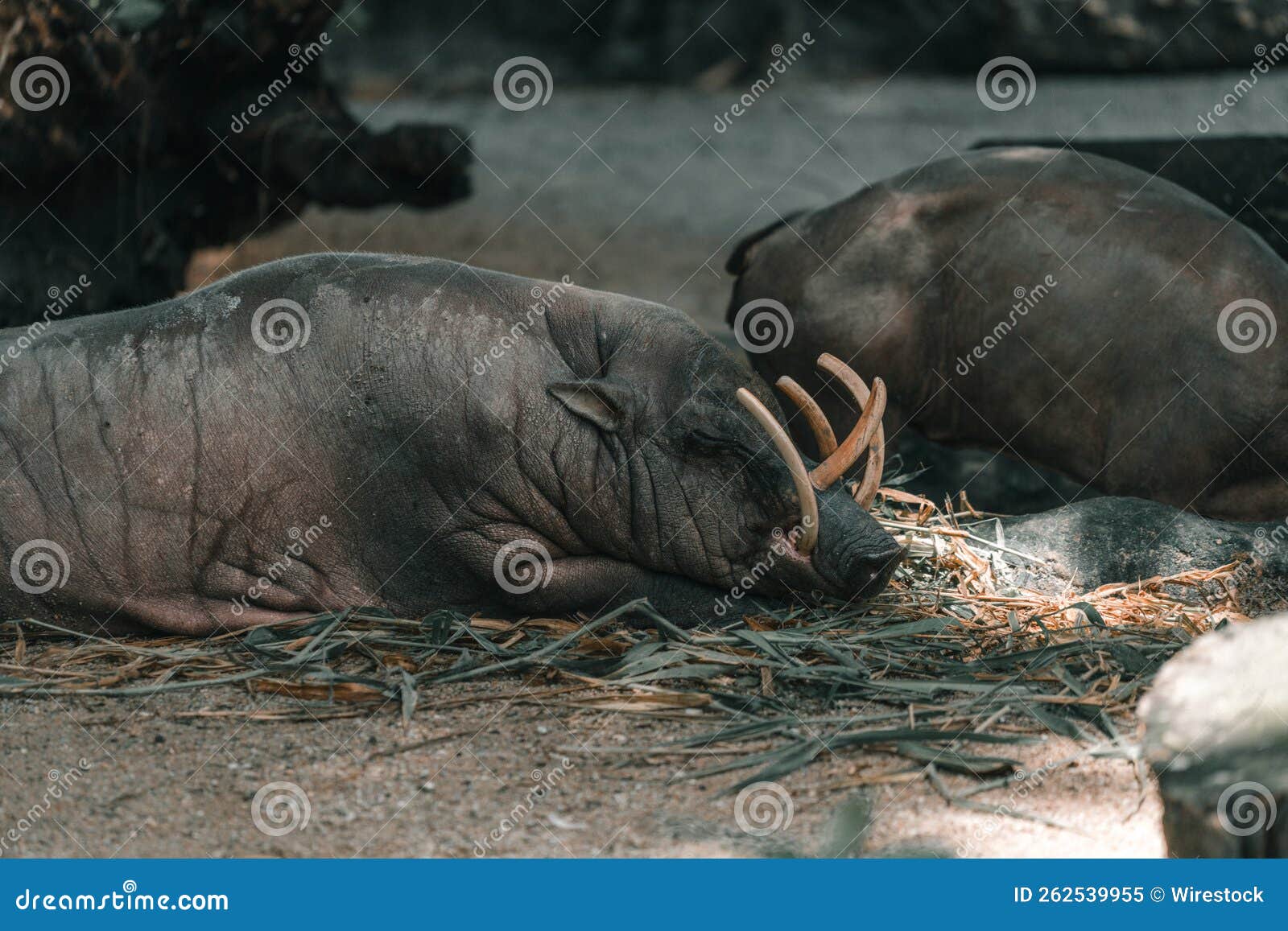 Wild Pig Babirussa in a Zoo Stock Image - Image of babirussa ...